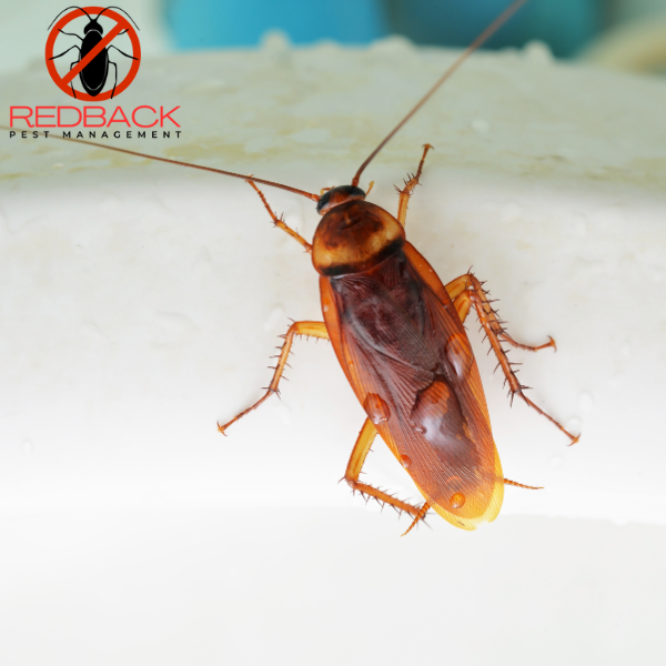 Cockroach Treatment – Redback Pest Management Townsville